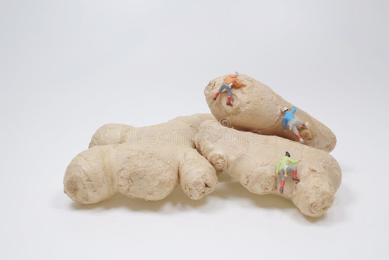 A Mini Figure Climb the Ginger Root on White Back Ground Stock Image ...