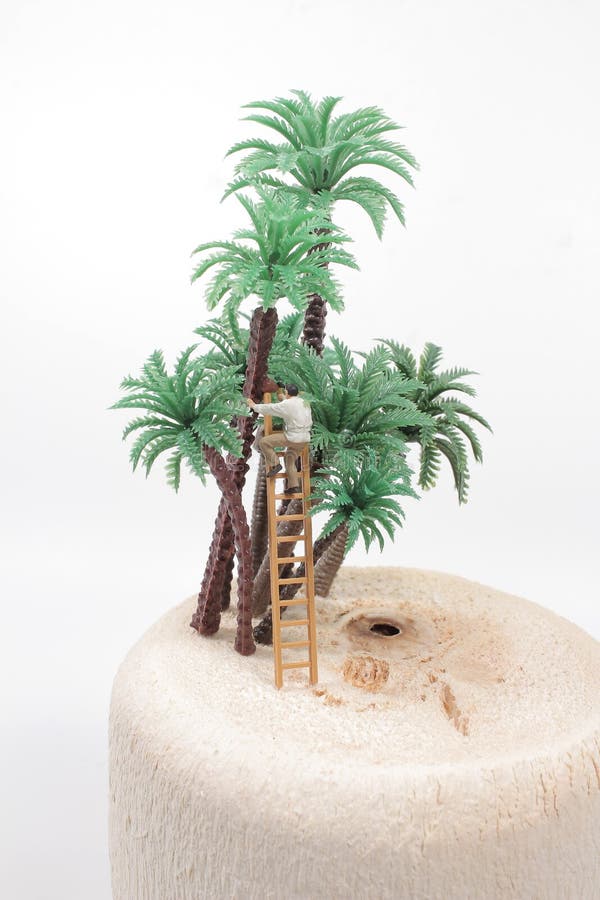 The Mini Figure is Collecting Coconuts on Mini Tree Stock Photo - Image ...
