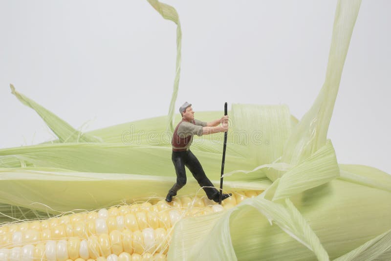 A Mini of Figure, Corn Maize Harvest Stock Image - Image of cook ...