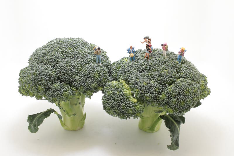 A Mini Figure Travel at Broccoli Tree Stock Photo - Image of walking ...