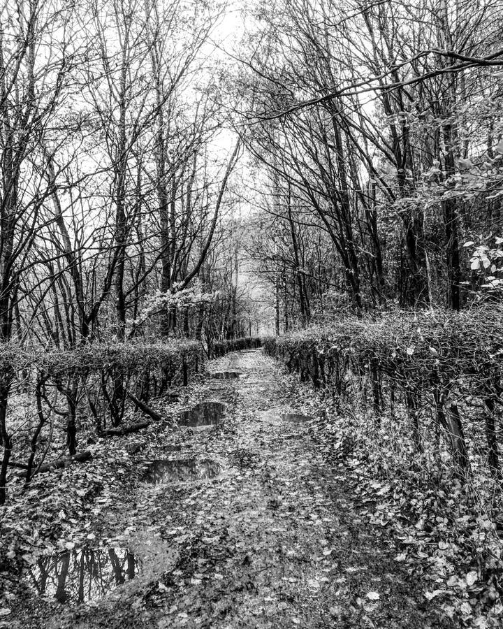 Mini First walk stock photo. Image of walk, littlrborough - 104476784