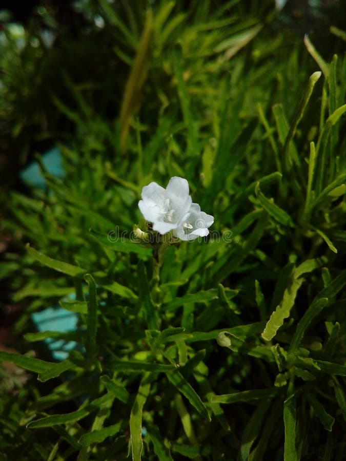 Mini flores foto de archivo. Imagen de cubo, mini, flores - 114229936