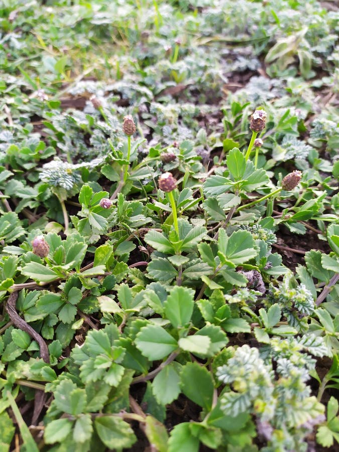 Mini flower stock photo. Image of cute, nature, flower - 156068676