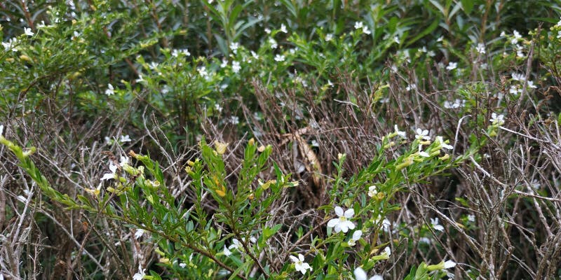 Mini flower in the garden stock photo. Image of green - 202039822