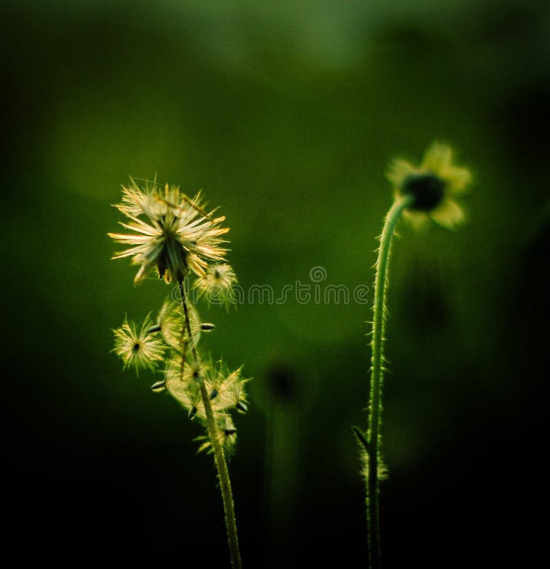 Mini Flower with Micro Lens Stock Image - Image of plant, wildflower ...