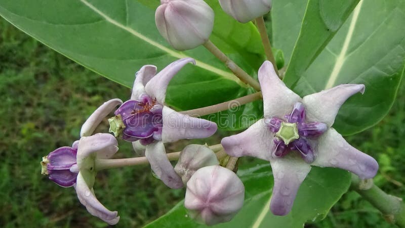 Mini flower of plants stock photo. Image of food, mini - 242972670