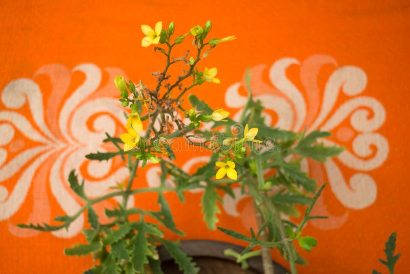 Mini Flower Pot Decorated on the Table Stock Photo - Image of indoors ...