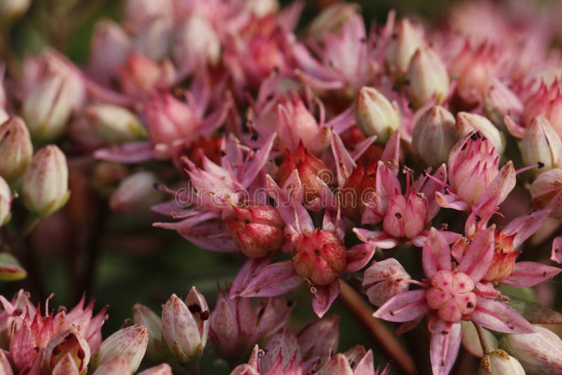 Mini flowers stock photo. Image of beauty, flowers, flower - 97264340