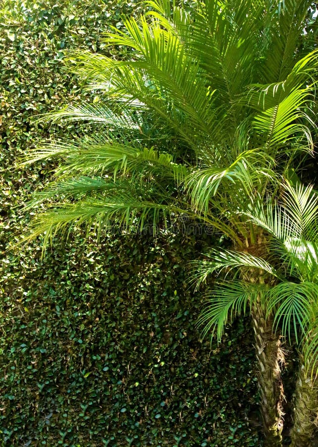 Mini palma imagen de archivo. Imagen de mini, palma, exterior - 82081589