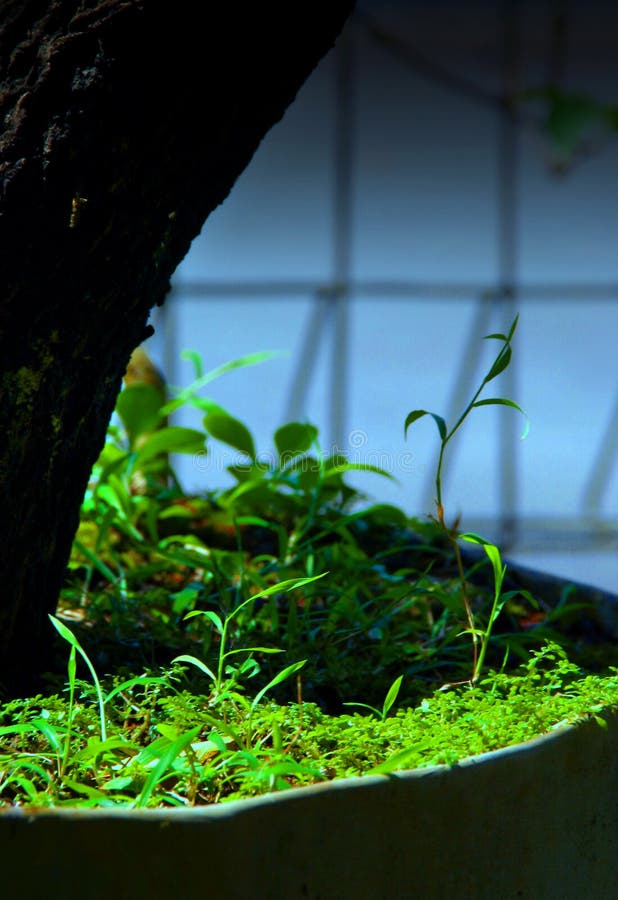 Mini Forest Picture. Image: 9942022