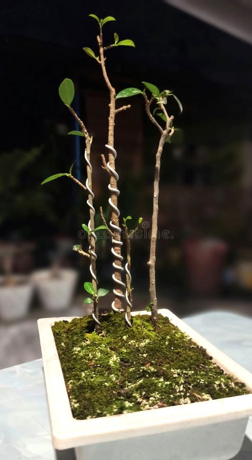 Mini Forest of Banyan Trees in a Flower Pot Stock Photo - Image of ...