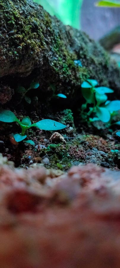 Mini forest from my house stock image. Image of forest - 226502999