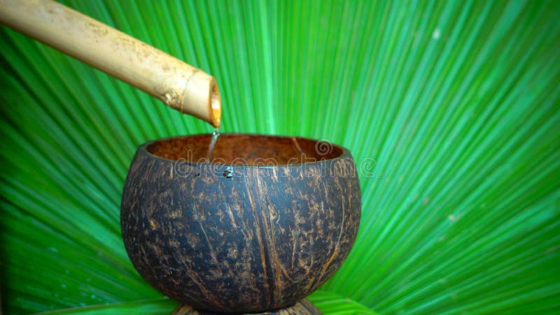 Water Flows into the Coconut Shell from a Bamboo Stick. Stock Video ...
