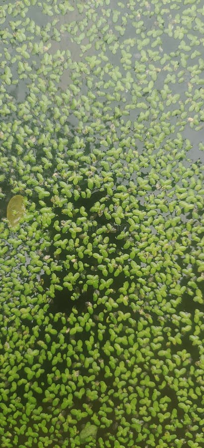 Freshwater Bulba Stock Photos - Free & Royalty-Free Stock Photos from ...