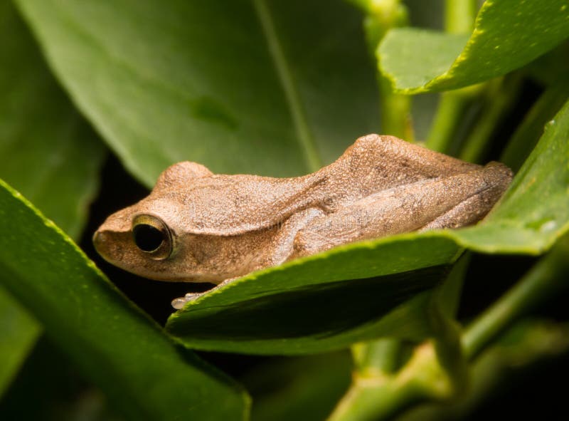 Mini frog stock image. Image of frog, green, smallfrog - 60208199
