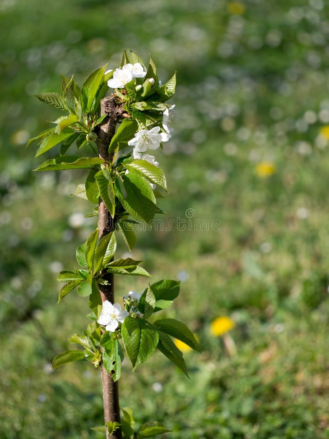 Mini Fruit Tree - Dwarf Cherry - in Flower. Stock Image - Image of ...