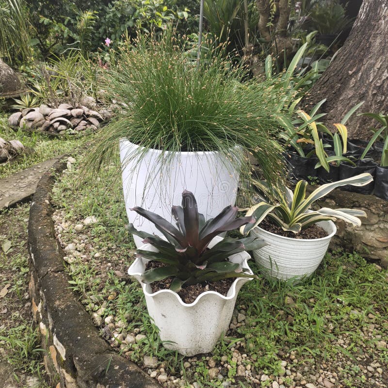 Mini Garden Bromellia Tree Green Stock Image - Image of bromellia ...