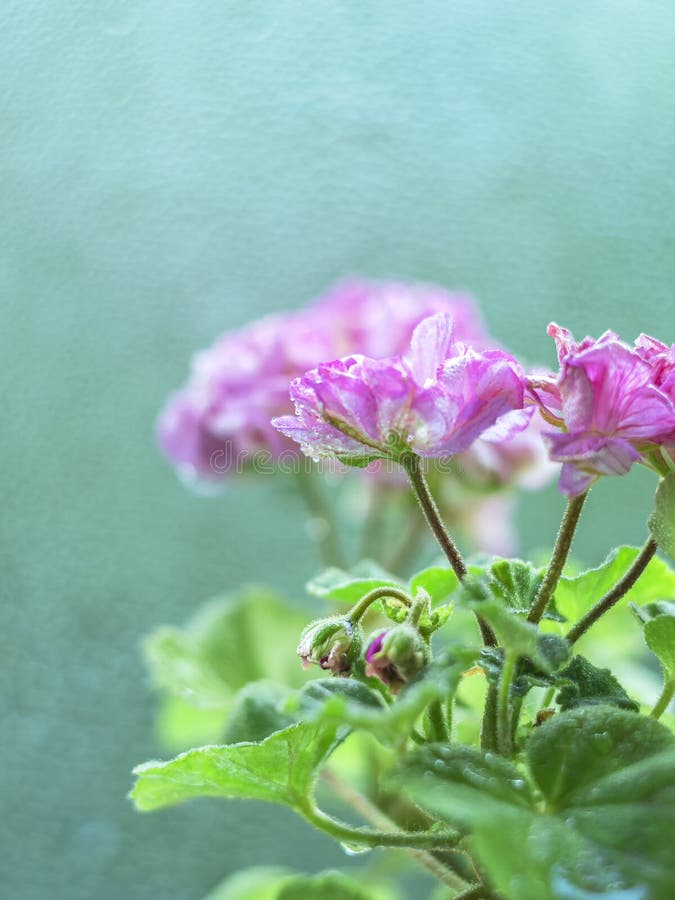 Mini Garden Geranium Flowers in Pot. Pelargonium Stock Image - Image of ...