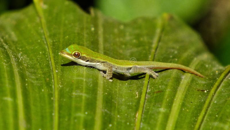 Mini geco immagine stock. Immagine di maurizio, posa - 98620801