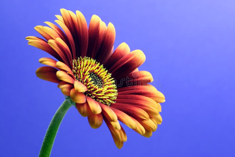 Hybrid Tea Rose stock photo. Image of isolated, flower - 2471278