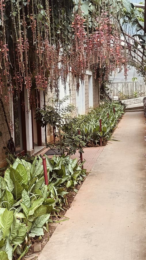 Mini GradenLush Tropical Greenery in a Residential Garden Stock Photo ...