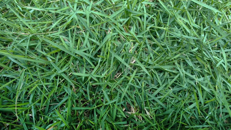 Mini Grass are Growing Fast Stock Photo - Image of grass, background ...