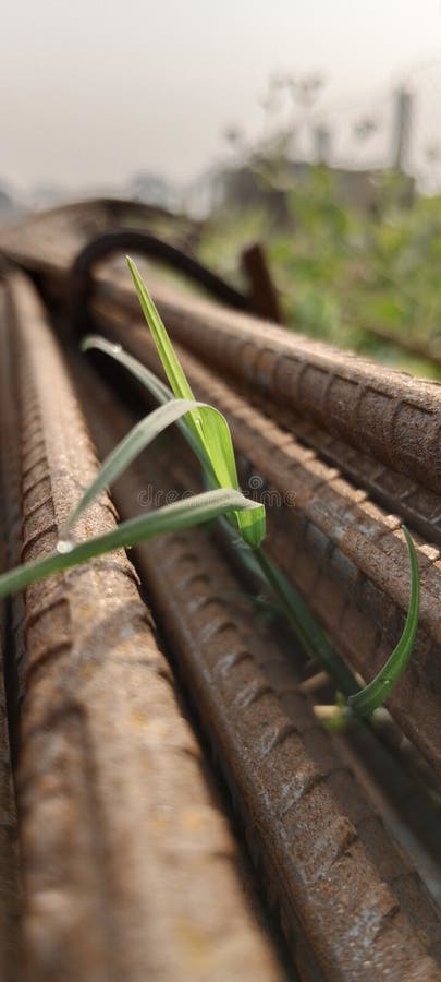 Mini Grass Plant Arising within the Iron Rods. Stock Image - Image of ...