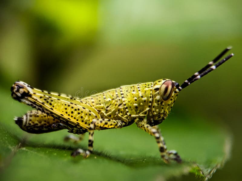 Mini Grasshopper stock photo. Image of phonegraphy, green - 210678020