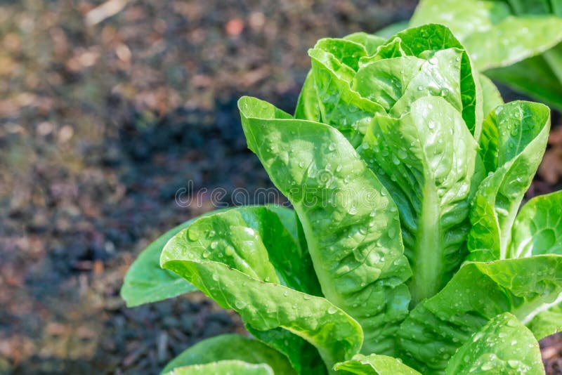 Mini Green Cos Salad Vegetable Grow in Plot Stock Image - Image of ...