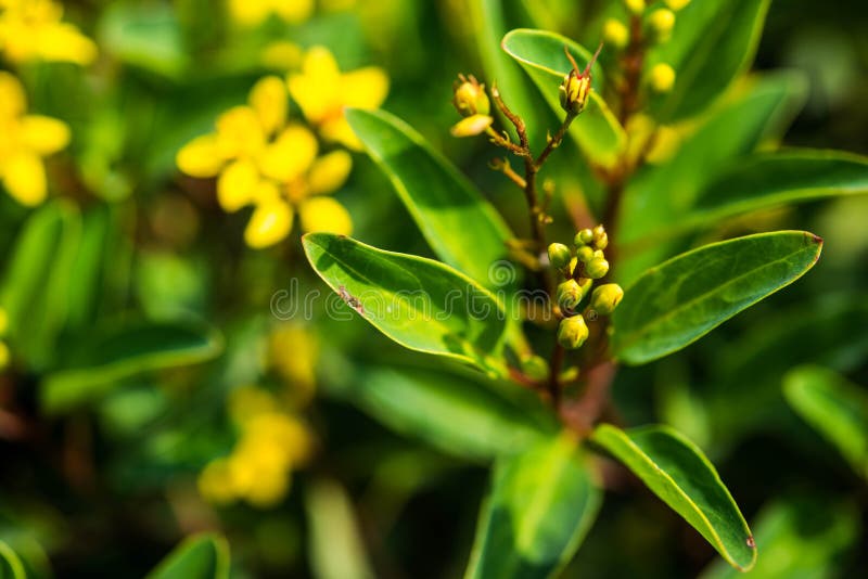 Mini green leaf stock photo. Image of colored, vibrant - 46863340