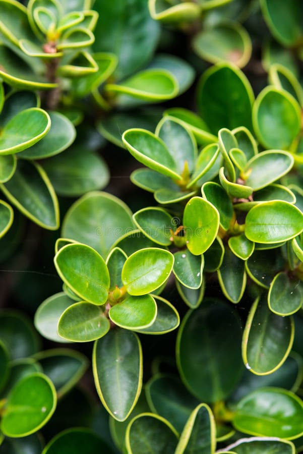 Mini green leaf stock image. Image of environment, lush - 58320001