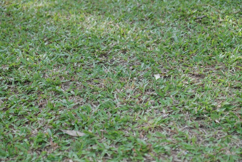 Mini green leaf stock photo. Image of nature, beauty - 94394988