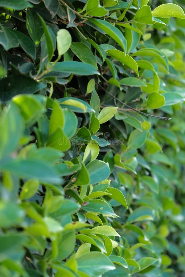 Mini green leaf stock photo. Image of forest, park, mini - 94395070