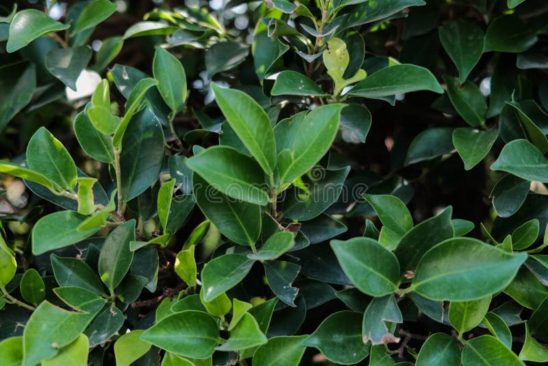 Mini green leaf stock photo. Image of woods, fresh, plant - 94395086