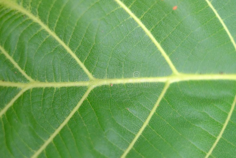 Mini green leaf stock image. Image of closeup, herb - 106586973