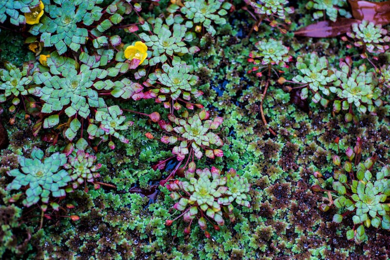 Mini green leaf stock image. Image of beauty, color, leaf - 34482155