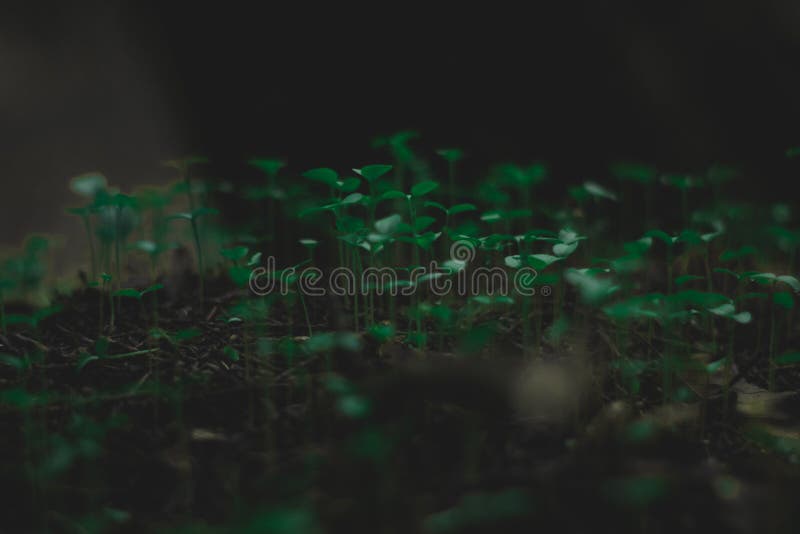 Mini Green Plants, Beautiful Nature Stock Image - Image of outdoors ...