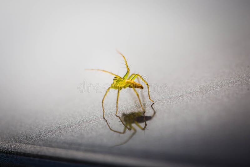 Mini green spider. stock photo. Image of insect, green - 61731480
