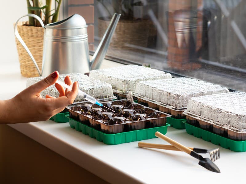 Mini Greenhouse. Growing Basil on a Windowsill. Stock Photo - Image of ...