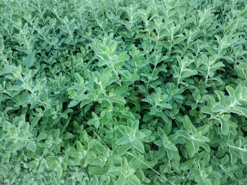 Mini Greeny Leaves Canajung Stock Photo - Image of leaves, lawn: 351485182