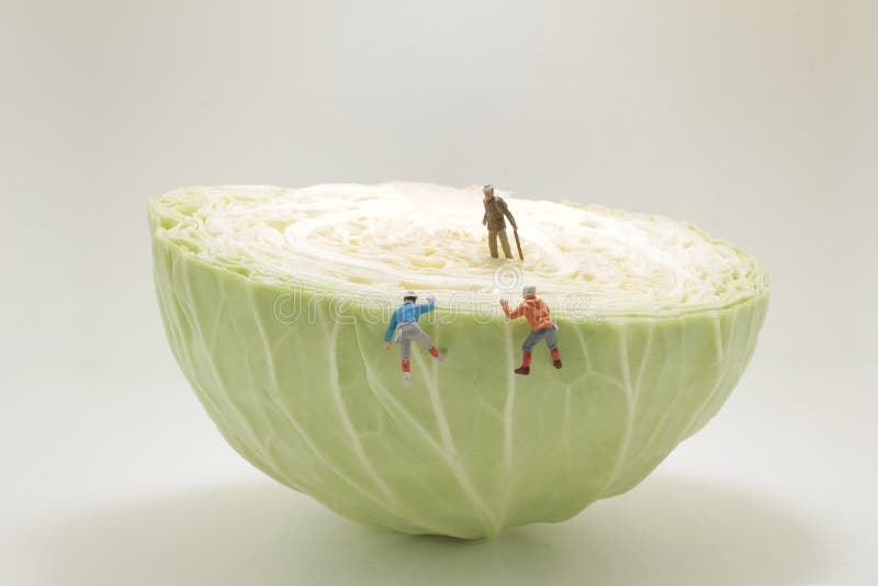 The Mini of Group of Hikers on Cabbage Stock Image - Image of miniature ...