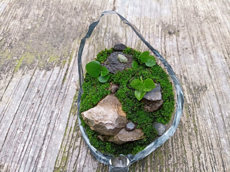 Mini Habitat for Plants Made from a Broken Glass Stock Image - Image of ...