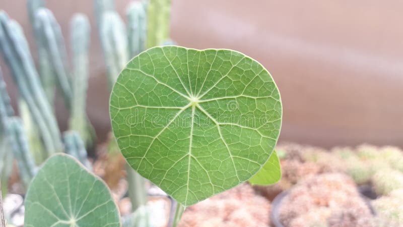 Mini hart on green leaf stock image. Image of herb, mini - 231285325