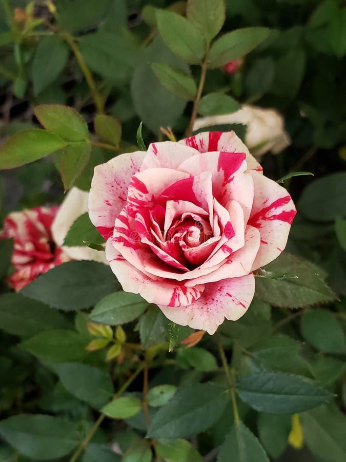 Mini Hermosa Rosa En Color De 2 Tonalidades Foto de archivo - Imagen de ...