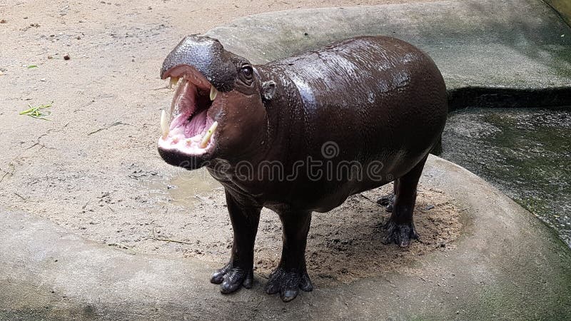 Mini hippopotamus stock image. Image of tropical, nature - 311120343