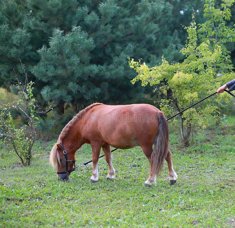 Mini Horse on a Ranch in the Countryside with a Hedge for Horses in ...