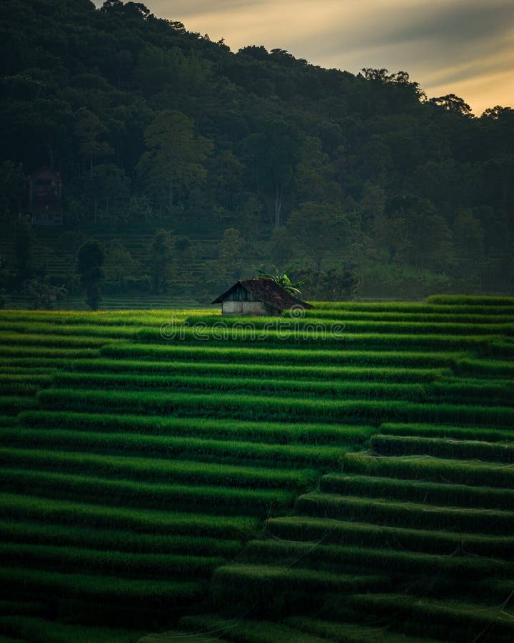 Mini House in the Middle of Rice Fields Stock Photo - Image of middle ...