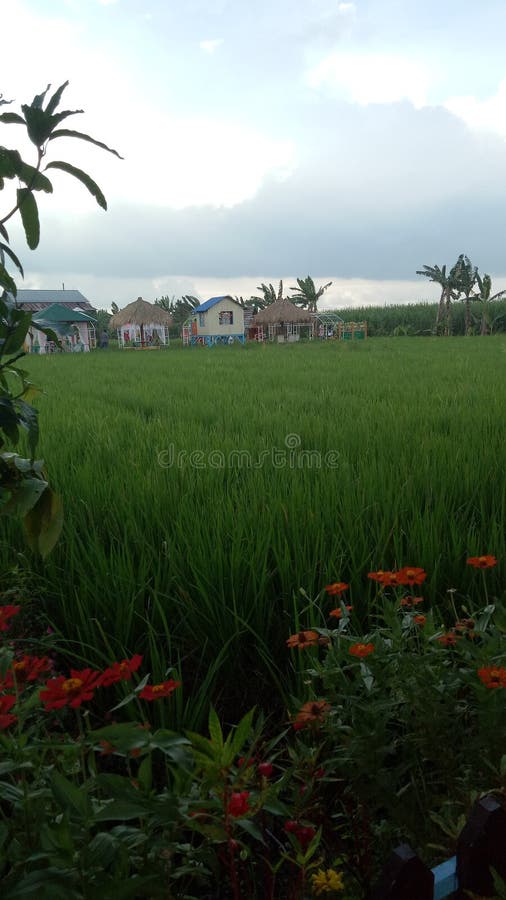 Mini house near rice field stock image. Image of mini - 112014271