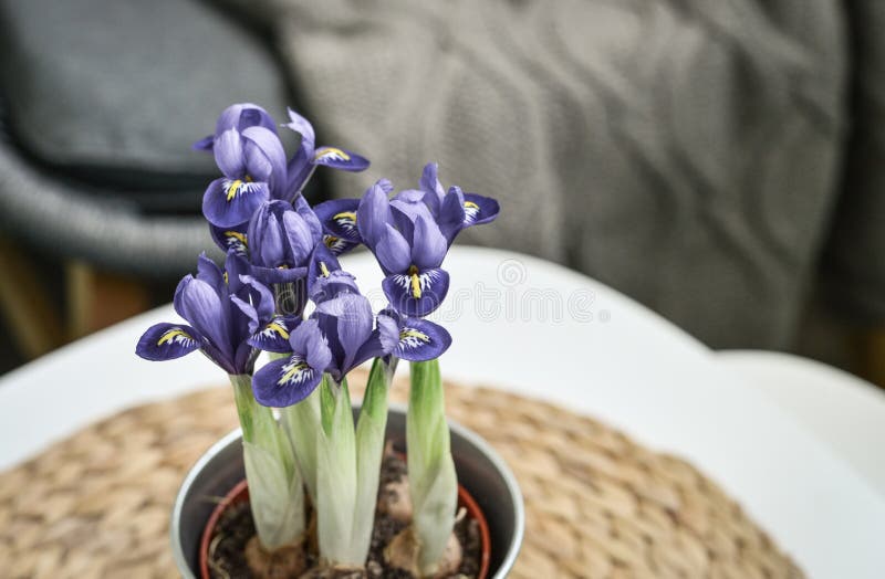 Mini iris flowers in a pot stock photo. Image of iris - 214864614