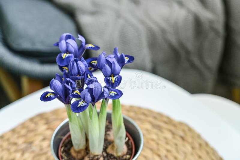 Mini iris flowers in a pot stock image. Image of blue - 214864615